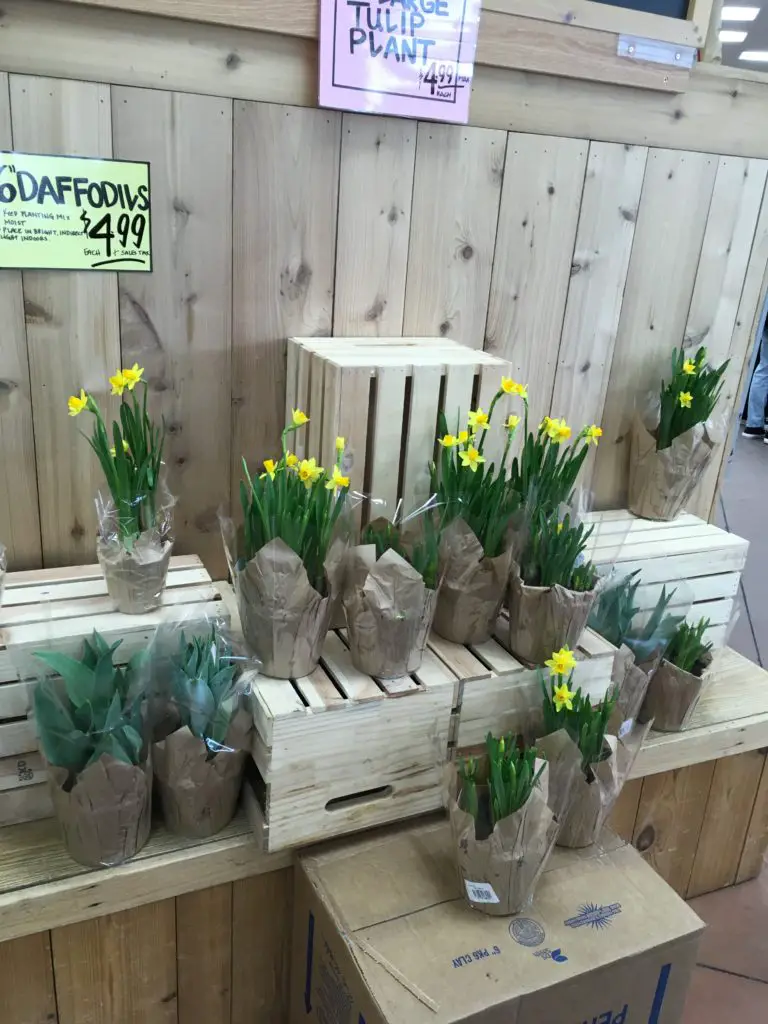 Trader Joe's Plants - Trader Joe's Reviews Trader Joe's Plants - Trader Joe's Reviews